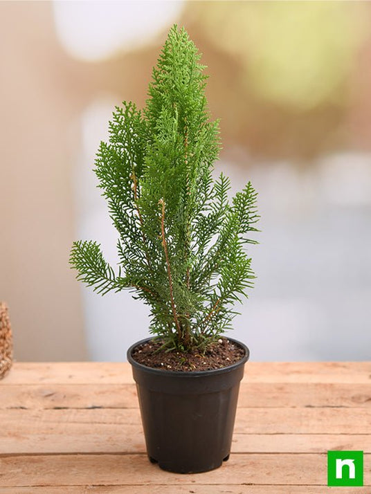 Buy Morpankhi, Thuja Compacta - Plant online from Nurserylive at lowest ...