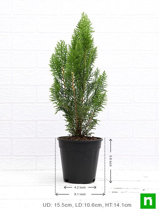 Buy Morpankhi, Thuja Compacta - Plant online from Nurserylive at lowest ...