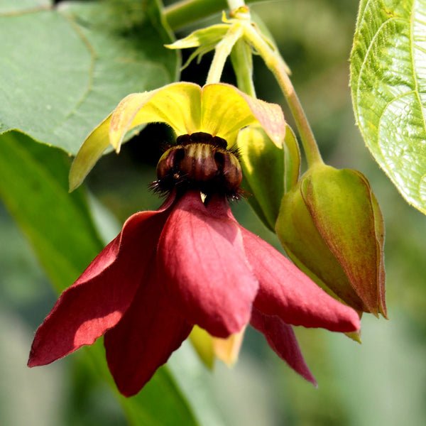Buy Abroma augusta online from Nurserylive at lowest price.