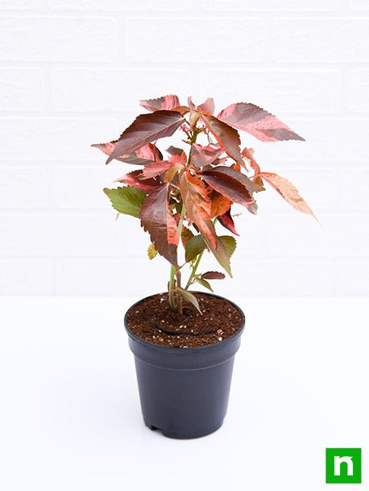 Buy Acalypha wilkesiana, Copperleaf - Plant online from Nurserylive at ...