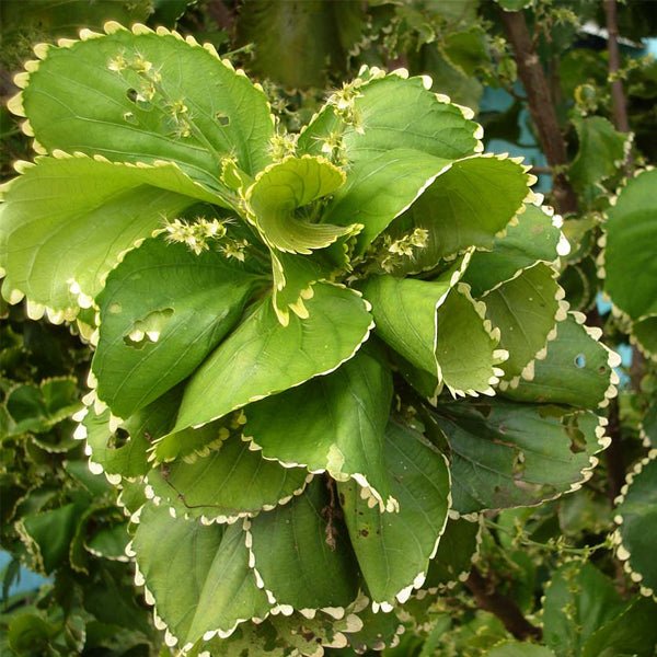 Buy Acalypha wilkesiana hoffmannii - Plant online from Nurserylive at ...