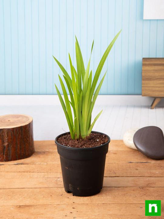 Buy Ayurvedic Plants online from Nurserylive at lowest price.