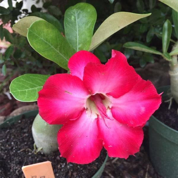 Buy Adenium Plant, Desert Rose (Pink Double) - Plant online from ...