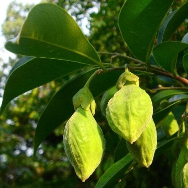 Buy Agarwood, Oud, Oodh - Plant online from Nurserylive at lowest price.