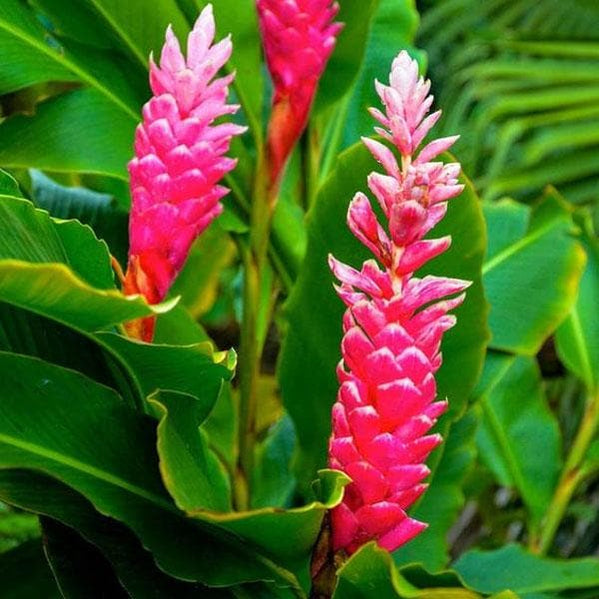 Buy Ginger online from Nurserylive at lowest price.