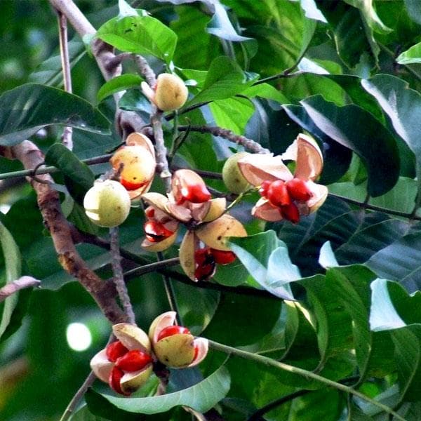 Buy Amoora Rohituka - Plant online from Nurserylive at lowest price.