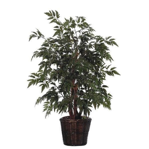 Buy Aralia Plants online from Nurserylive at lowest price.