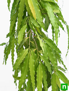 Buy Ashoka Tree, Pendula Ashok - Plant online from Nurserylive at ...
