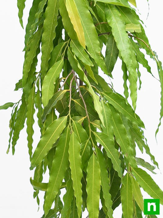 Buy Ashoka Tree, Pendula Ashok - Plant online from Nurserylive at ...