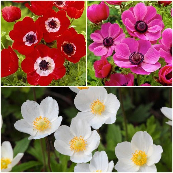 Buy Attractive Anemones - 15 Bulbs Pack online from Nurserylive at ...