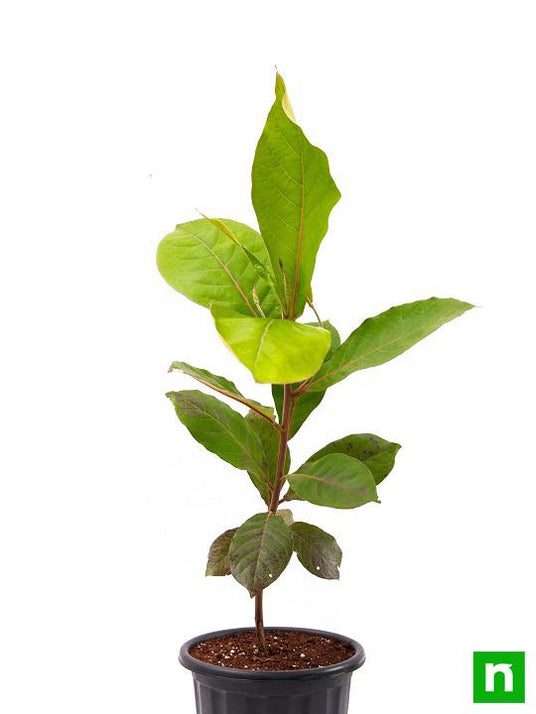 Buy Badam Tree, Indian Almond Tree, Terminalia catappa - Plant online ...