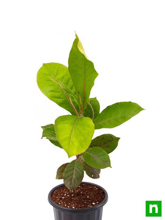 Buy Badam Tree, Indian Almond Tree, Terminalia catappa - Plant online ...