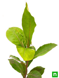 Buy Badam Tree, Indian Almond Tree, Terminalia catappa - Plant online ...