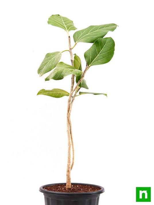 Buy Banyan, Tree of Magha Nakshatra, Leo or Singh Rashi - Plant online ...