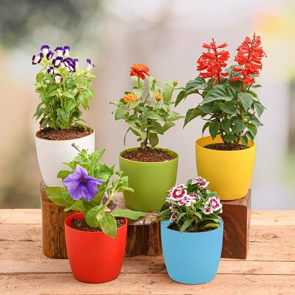 Top 10 Easy Plants to Grow for Beginners | Nurserylive