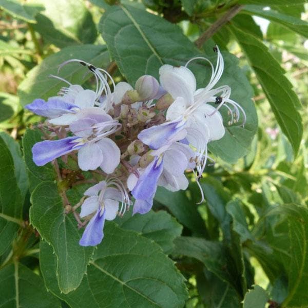 Buy Bharangee (Bharangi) - Plant online from Nurserylive at lowest price.