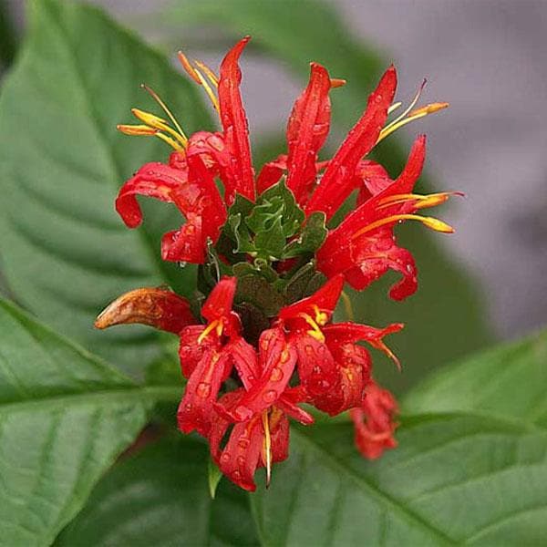 Buy Brazilian Plume, Jacobinia (Red) - Plant online from Nurserylive at ...
