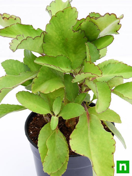 Buy Bryophyllum, Panfuti - Plant online from Nurserylive at lowest price.