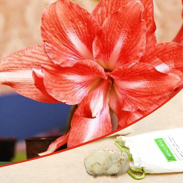 Buy Orange Color Flower Bulbs online from Nurserylive at lowest price.