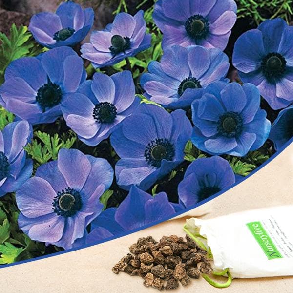 Buy Anemone (Blue) - Bulbs (set of 5) online from Nurserylive at lowest ...