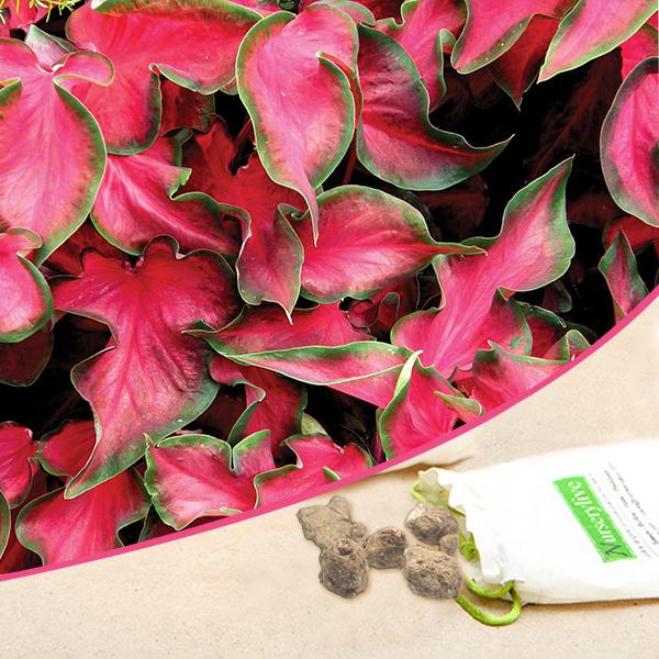 Buy Caladium (Dark Red, Wine Color, Green Lime) - Bulbs (set of 10 ...
