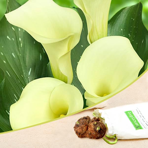 Buy Calla Lily (Light Yellow) - Bulbs (set of 5) online from ...