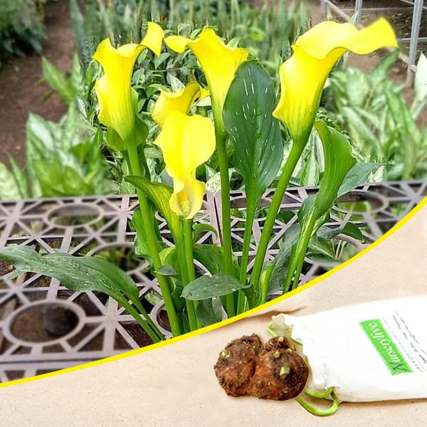 Buy Calla Lily (Mix) - Bulbs (set of 5) online from Nurserylive at ...