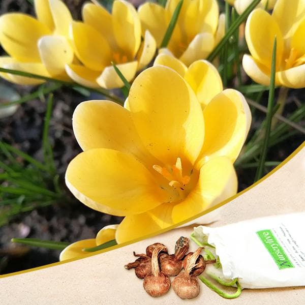 Buy Crocus chrysanthus romance (Yellow) - Bulbs (set of 5) online from ...