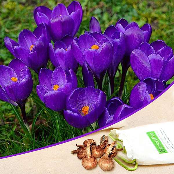 Buy Crocus Flower Record (Purple) - Bulbs online from Nurserylive at ...