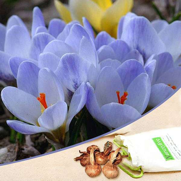 Buy Blue Flower Bulbs online from Nurserylive at lowest price.