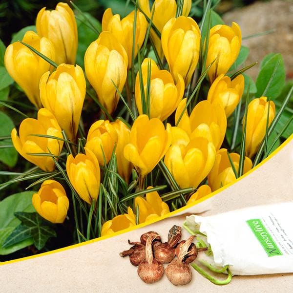 Buy Crocus (Yellow) - Bulbs (set of 5) online from Nurserylive at ...