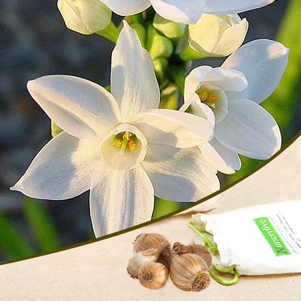 Buy Daffodil Paperwhite Ziva (White) - Bulbs (set of 5) online from ...
