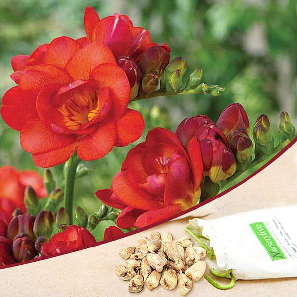 Buy Freesia Double (Red) - Bulbs (set of 5) online from Nurserylive at ...