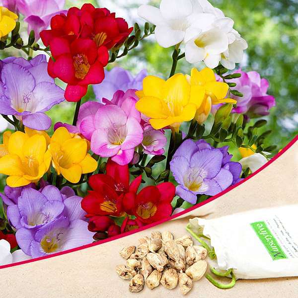 Buy Freesia (Mix Color) - Bulbs (set of 5) online from Nurserylive at ...