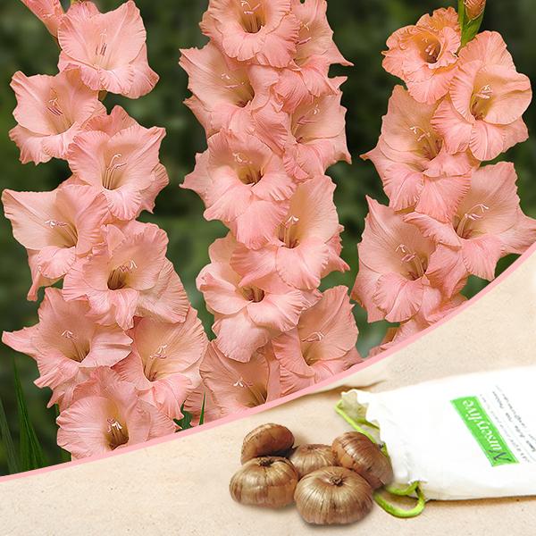 Buy Gladiolus Summer Pearl (Peach Color) - Bulbs (set of 10) online ...