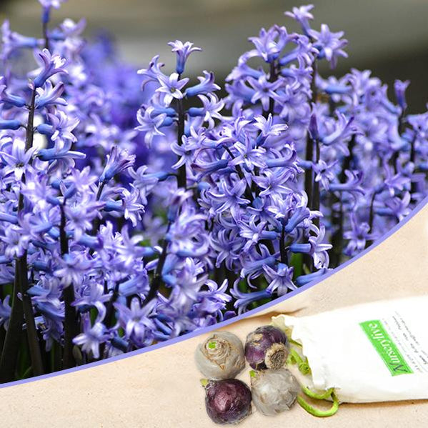 Buy Blue Flower Bulbs online from Nurserylive at lowest price.