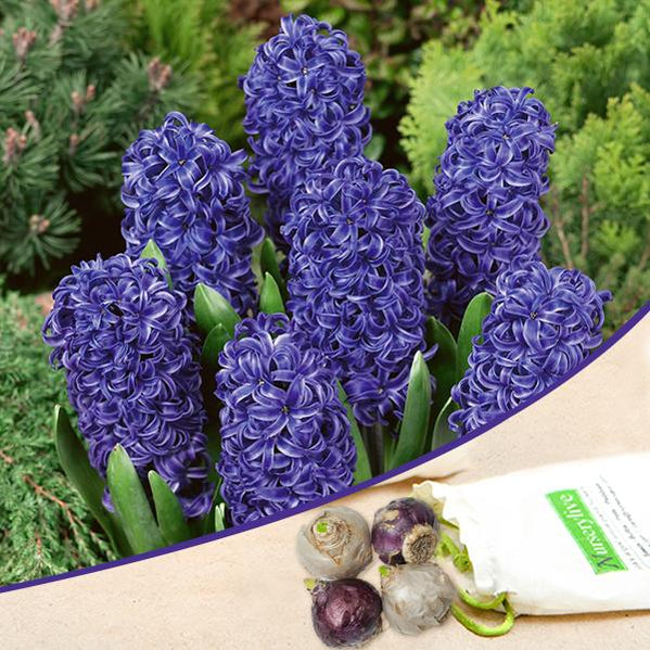 The 101 Guide To Plant And Care For Hyacinths! | Nurserylive