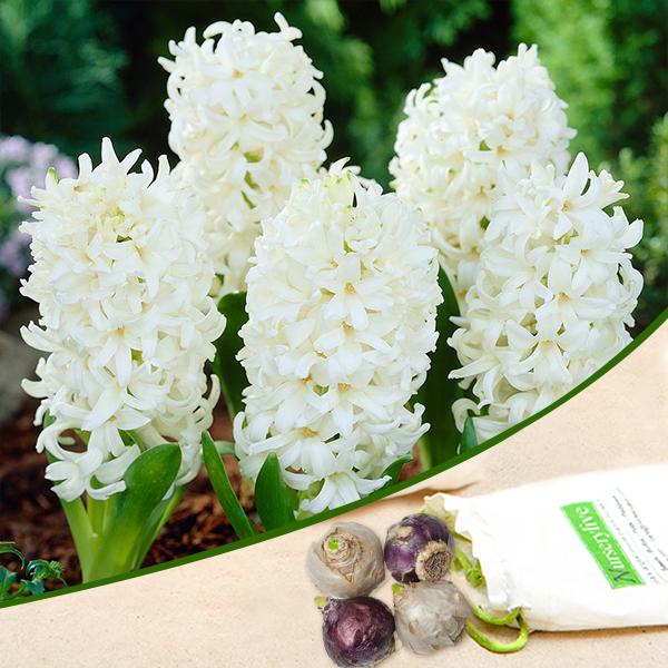 Buy Hyacinth Carnegie (White) - Bulbs (set of 5) online from Nurserylive at lowest price.