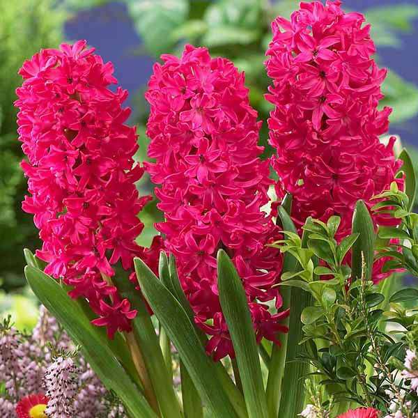 Buy Hyacinth (Red) - Bulbs (set of 5) online from Nurserylive at lowest ...
