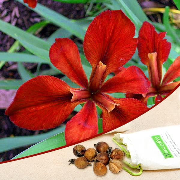 Buy Iris (Red) - Bulbs (set of 5) online from Nurserylive at lowest price.