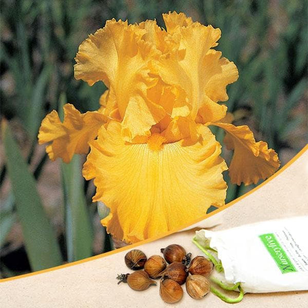 Buy Iris Flower Bulbs online from Nurserylive at lowest price.