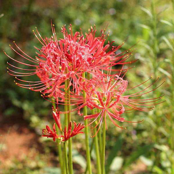 Buy Spider Lily online from Nurserylive at lowest price.