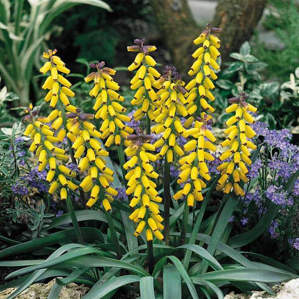 Buy Muscari, Grape Hyacinth (Yellow) - Bulbs (set of 5) online from ...