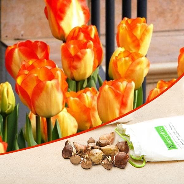 Buy Tulip American Dream (Red, Yellow) - Bulbs (set of 5) online from ...