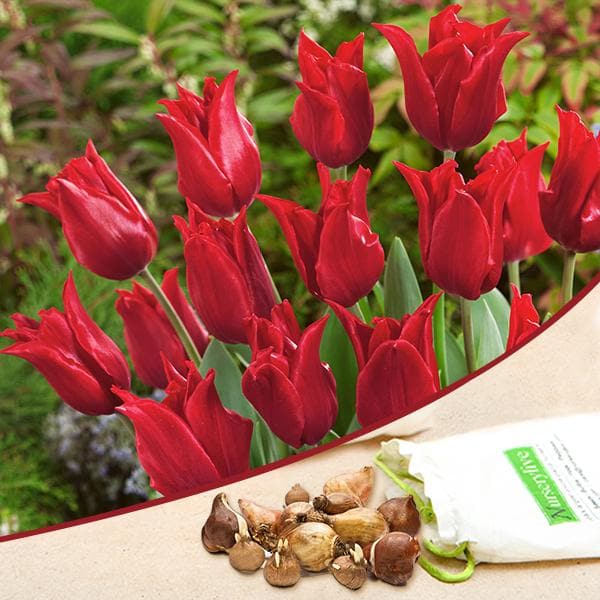 Buy Tulip Pretty Woman (Red) - Bulbs (set of 5) online from Nurserylive ...