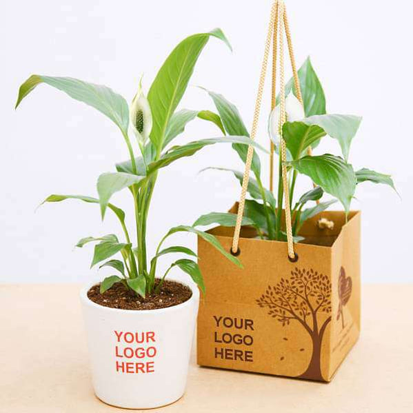 Buy Plants As Return Gifts online from Nurserylive at lowest price.