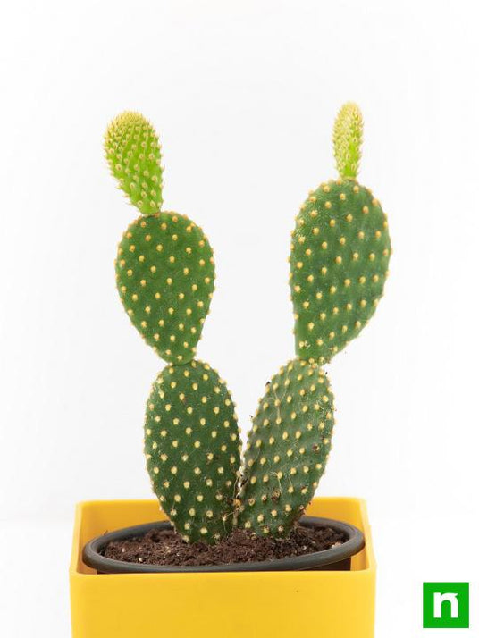 Buy Bunny Ear Cactus, Opuntia microdasys - Cactus Plant online from ...