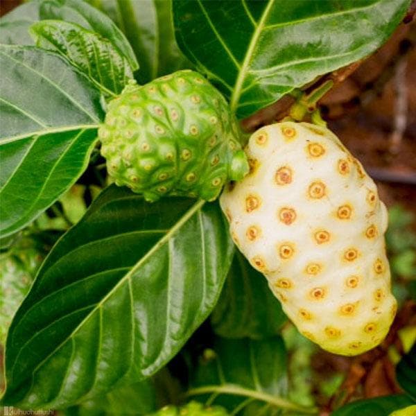 Buy Cheese Fruit, Noni - Plant online from Nurserylive at lowest price.