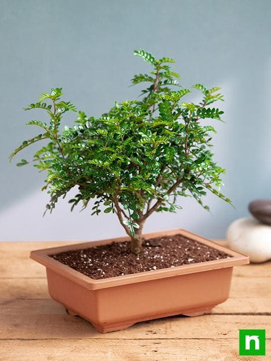 Buy Chinese pepper Bonsai - Plant online from Nurserylive at lowest price.
