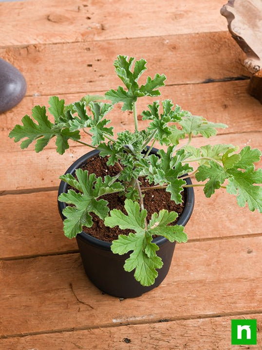 Button Rose: The Charming Miniature Rose Plant for Your Garden ...